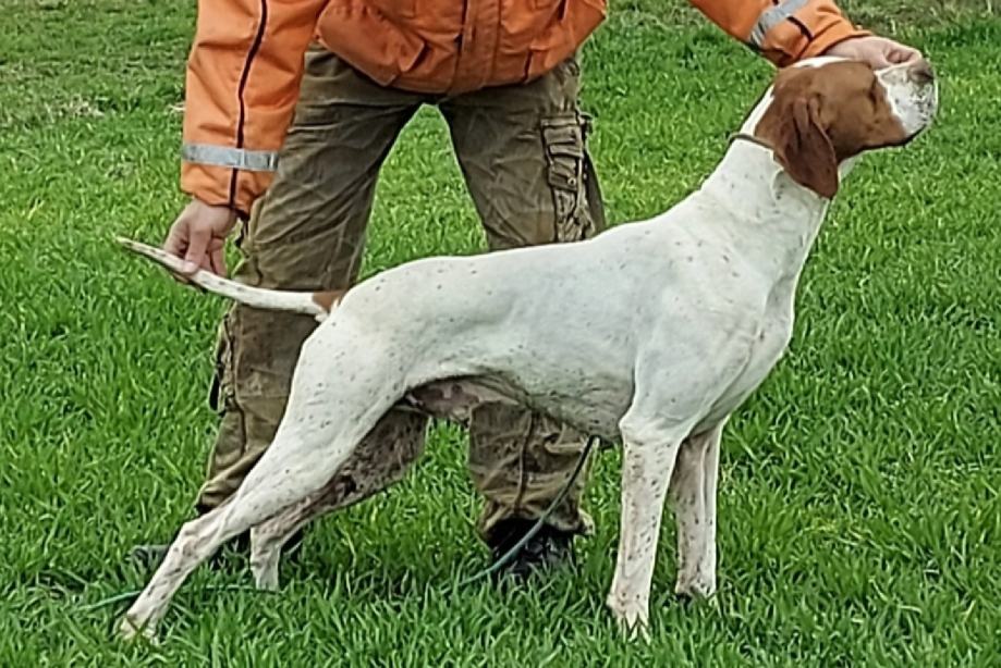 Engleski Pointer