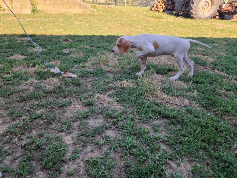 Engleski pointer štenci