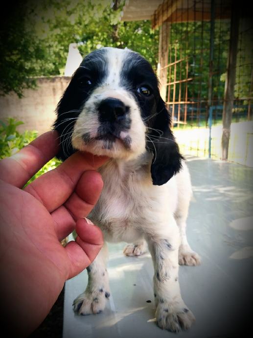 Engleski seter (stenci)