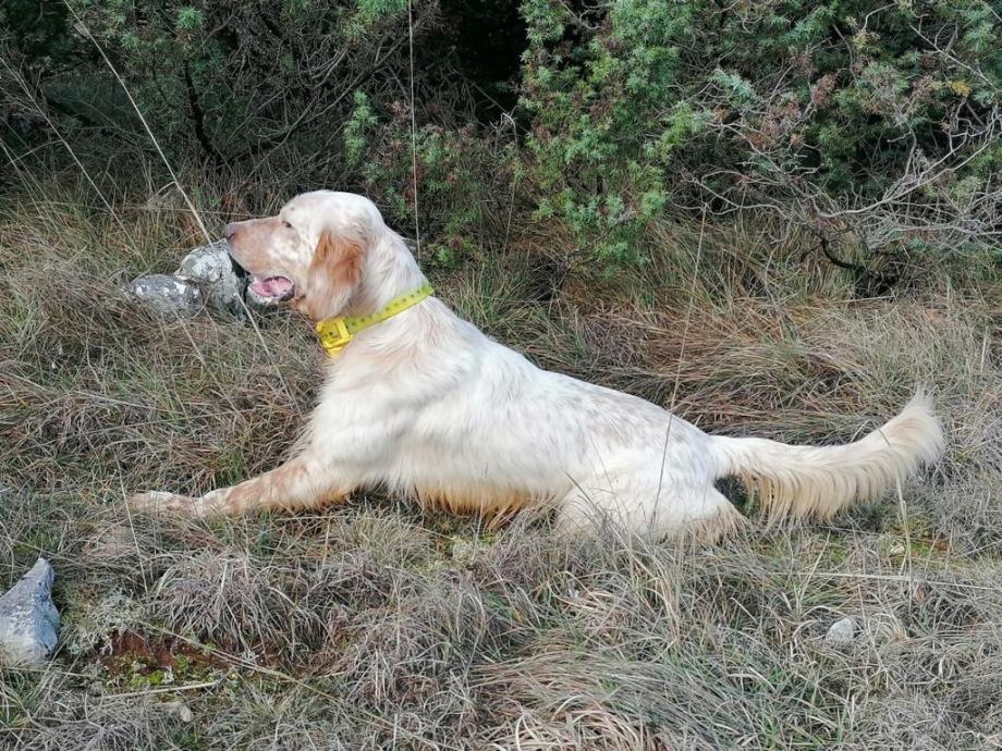 Engleski seter štenci