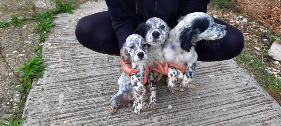 Engleski seter štenci