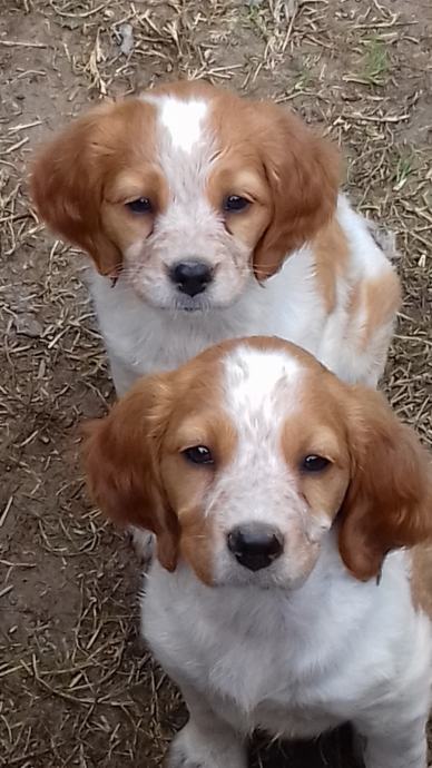 Epanjel breton stenci