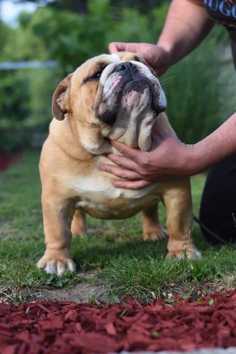 ENGLESKI BULDOG