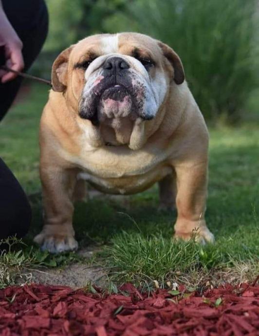 ENGLESKI BULDOG