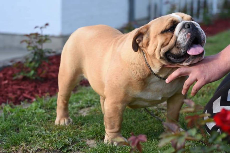 ENGLESKI BULDOG