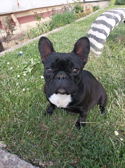 Francuski buldog stene