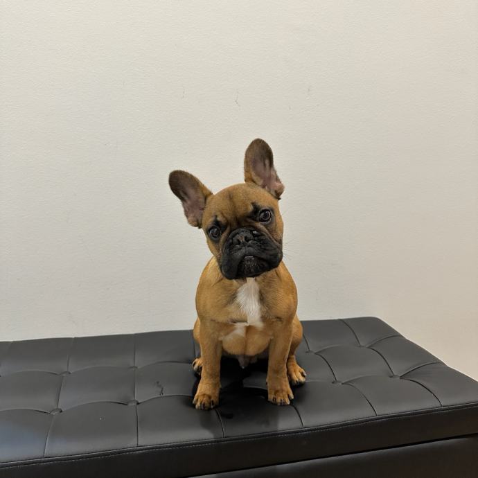 Francuski Bulldog štene