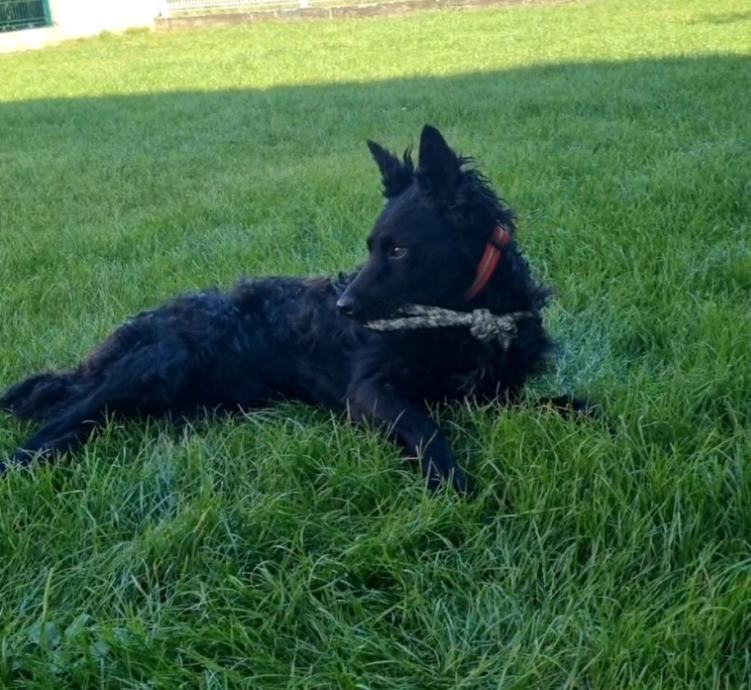 HITNO! Hrvatski ovcar trazi novi dom