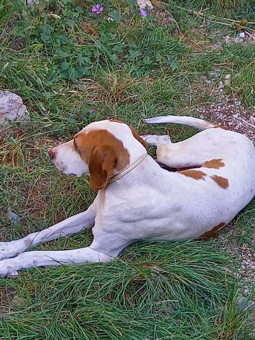 istarski kratkodlaki gonič AKCIJA!