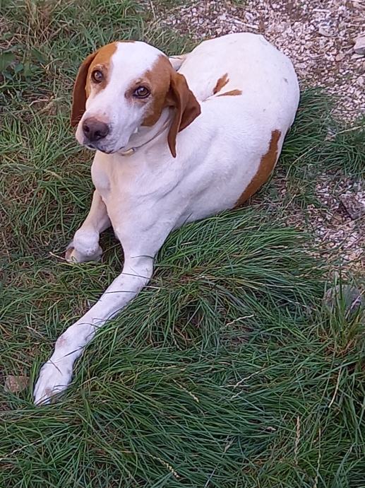 istarski kratkodlaki gonič AKCIJA!