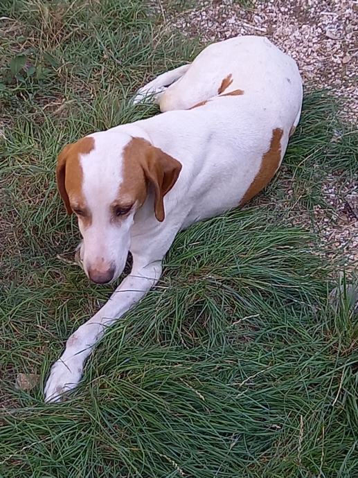 istarski kratkodlaki gonič AKCIJA!