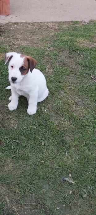Jack Russell terijer