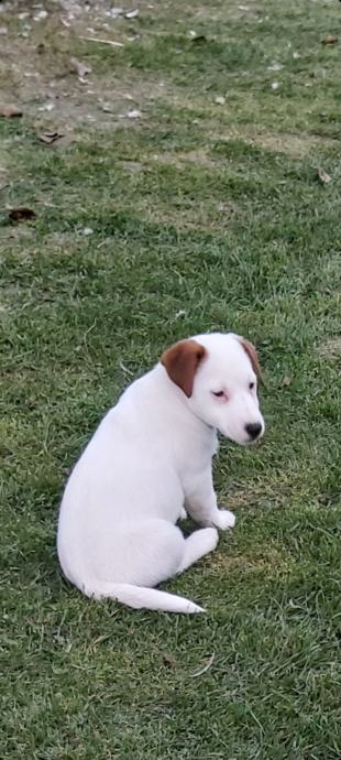 Jack Russell terijer