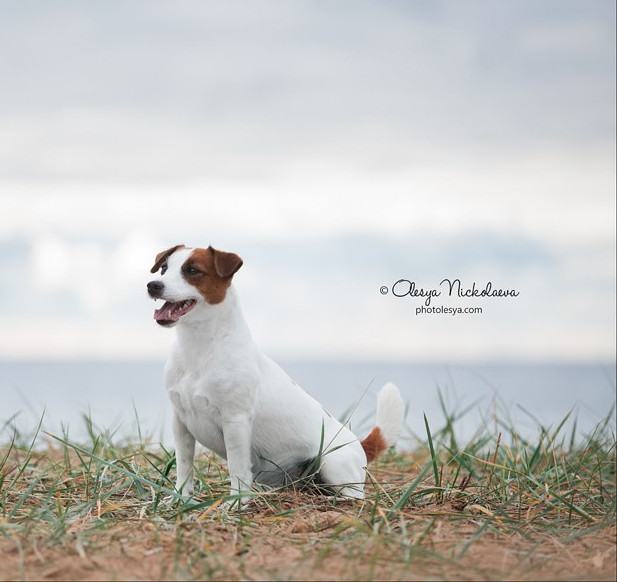 JACK RUSSELL TERIJER