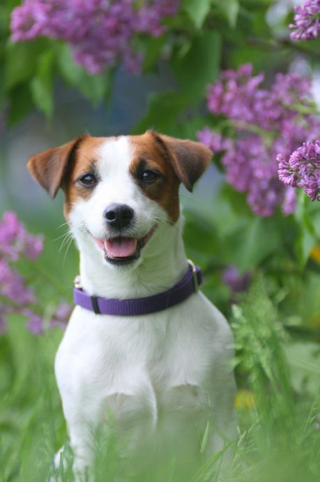 JACK RUSSELL TERIJER