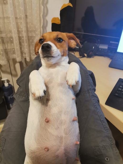 JACK RUSSELL TERIJER