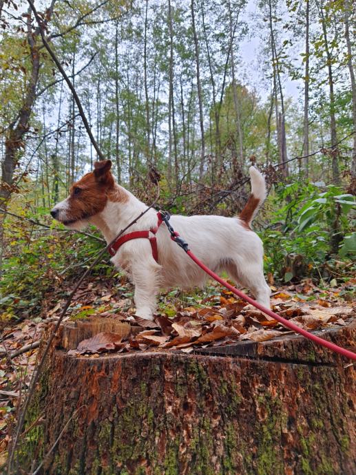 JACK RUSSELL TERIJER- jack russel