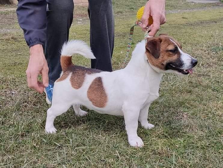 JACK RUSSELL TERIJER- jack russel