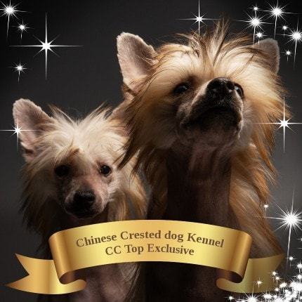 KINESKI KUKMASTI PAS~CHINESE CRESTED DOG~VRHUNSKO LEGLO ~HKS RODOVNIK