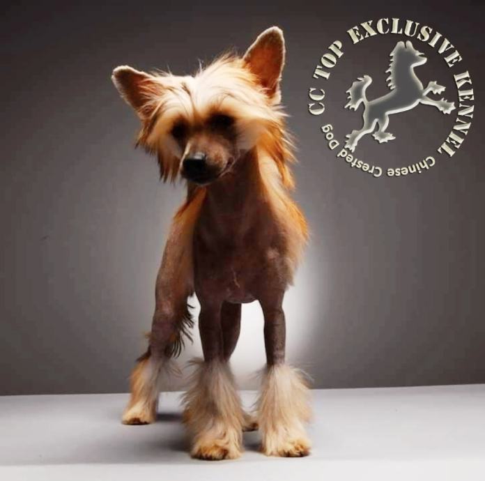 KINESKI KUKMASTI PAS~CHINESE CRESTED DOG~VRHUNSKO LEGLO ~HKS RODOVNIK