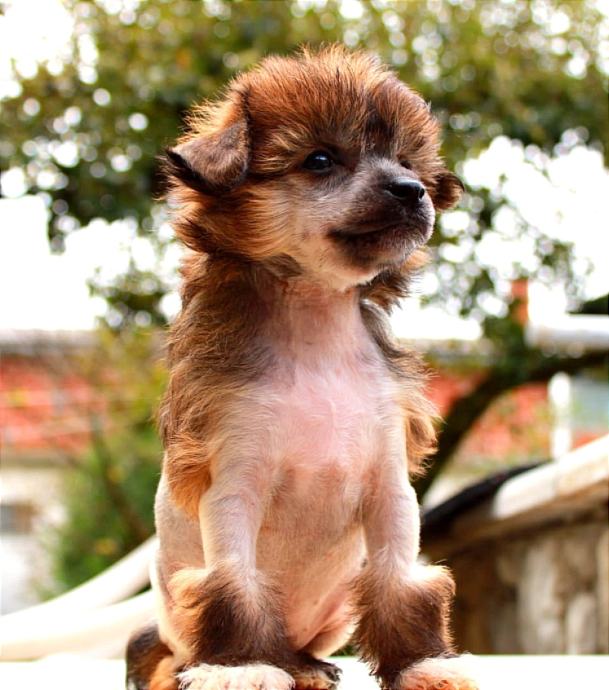 KINESKI KUKMASTI PAS~CHINESE CRESTED DOG~VRHUNSKO LEGLO ~HKS RODOVNIK