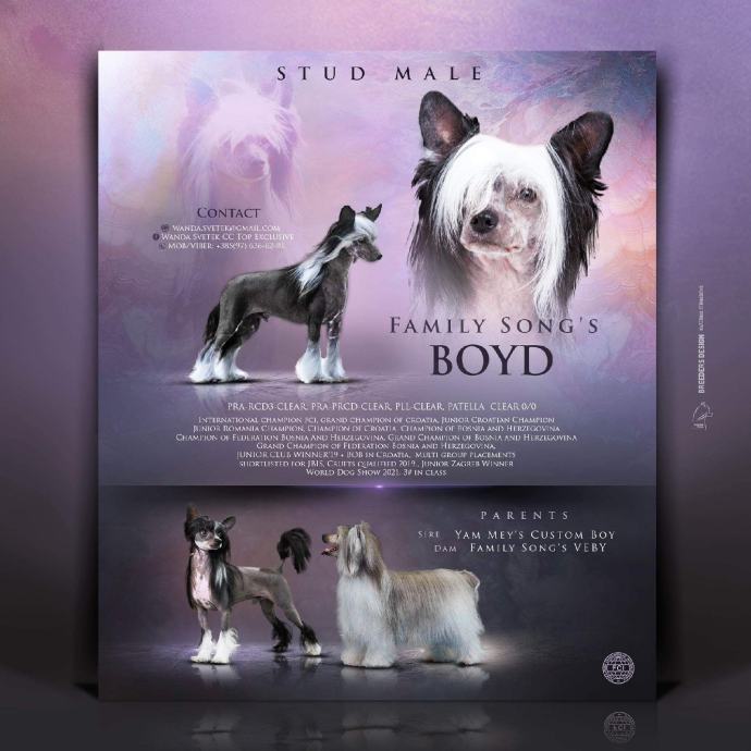 KINESKI KUKMASTI PAS~CHINESE CRESTED DOG~VRHUNSKO LEGLO ~HKS RODOVNIK