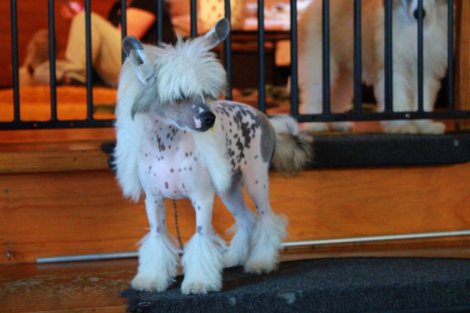 KINESKI KUKMASTI PAS~CHINESE CRESTED DOG~VRHUNSKO LEGLO ~HKS RODOVNIK