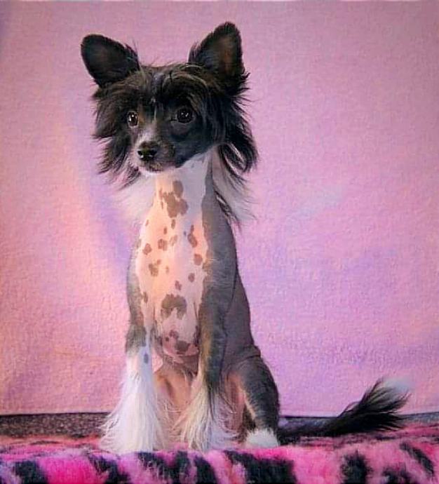 KINESKI KUKMASTI PAS~CHINESE CRESTED DOG~VRHUNSKO LEGLO ~HKS RODOVNIK