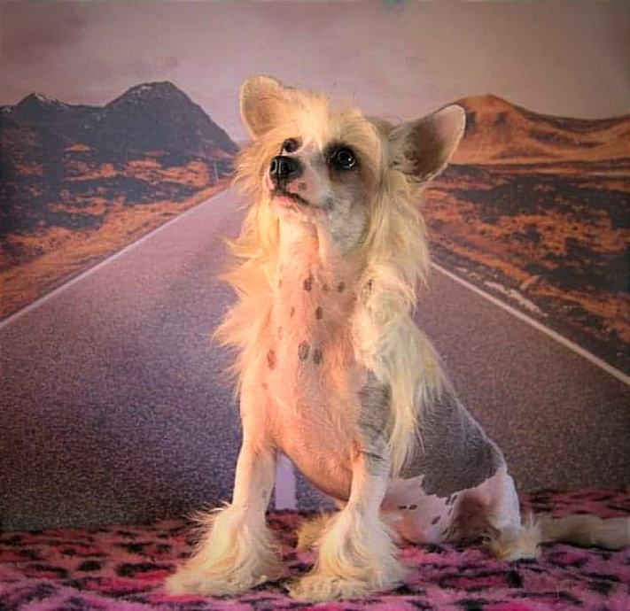 KINESKI KUKMASTI PAS~CHINESE CRESTED DOG~VRHUNSKO LEGLO ~HKS RODOVNIK