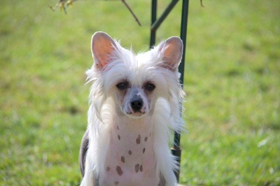 KINESKI KUKMASTI PAS~CHINESE CRESTED DOG~VRHUNSKO LEGLO ~HKS RODOVNIK