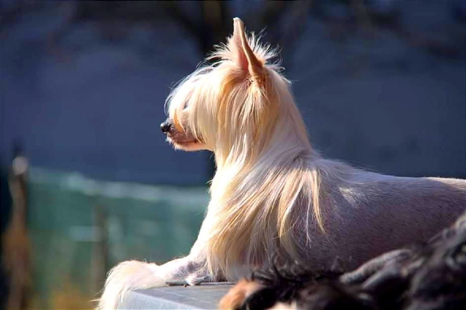 KINESKI KUKMASTI PAS~CHINESE CRESTED DOG~VRHUNSKO LEGLO ~HKS RODOVNIK