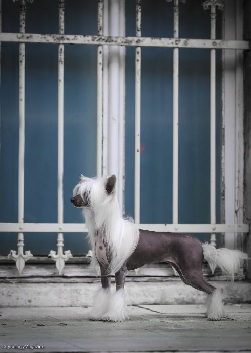 KINESKI KUKMASTI PAS~CHINESE CRESTED DOG~VRHUNSKO LEGLO ~HKS RODOVNIK