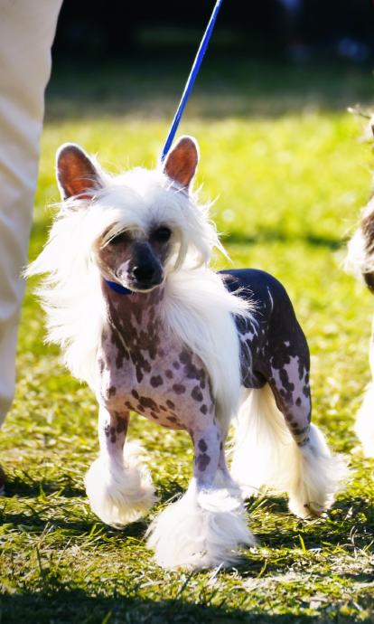 KINESKI KUKMASTI PAS~CHINESE CRESTED DOG~VRHUNSKO LEGLO ~HKS RODOVNIK