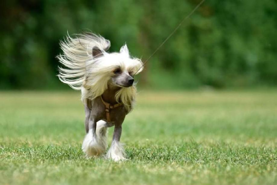 KINESKI KUKMASTI PAS~CHINESE CRESTED DOG~VRHUNSKO LEGLO ~HKS RODOVNIK