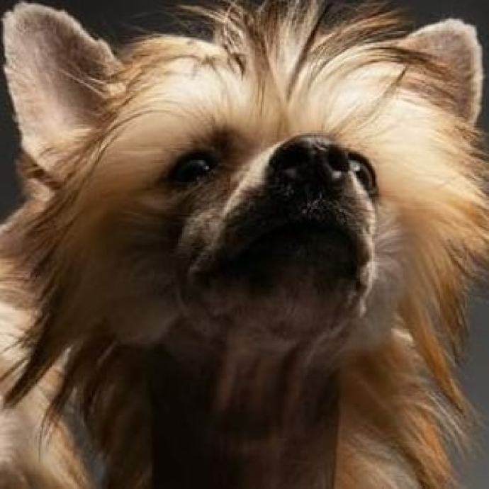 KINESKI KUKMASTI PAS~CHINESE CRESTED DOG~VRHUNSKO LEGLO ~HKS RODOVNIK