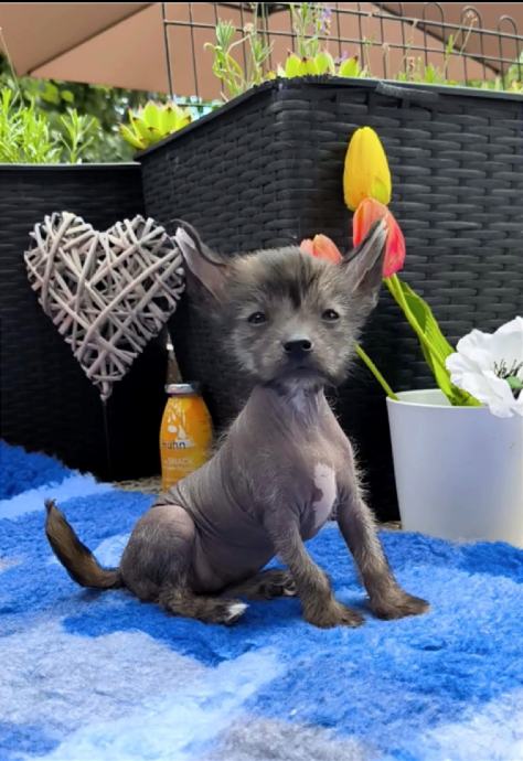 KINESKI KUKMASTI PAS~CHINESE CRESTED DOG~VRHUNSKO LEGLO ~HKS RODOVNIK