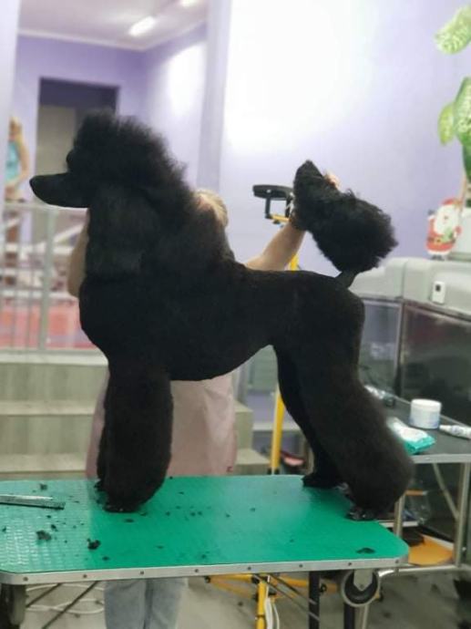 Kraljevske pudla, velika pudla, štenci