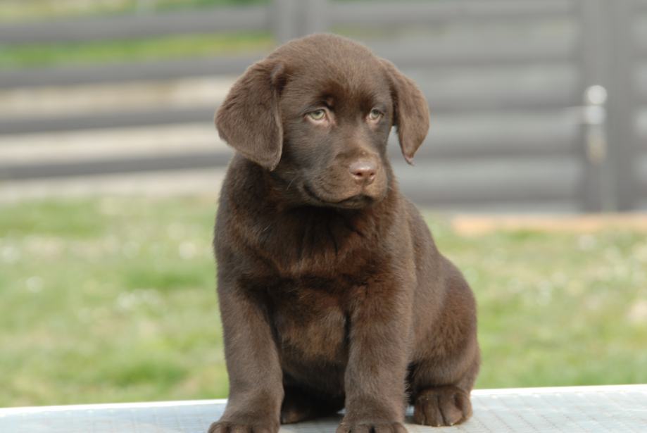 Labrador crni,žuti i čokoladni štenci