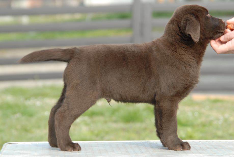 Labrador crni,žuti i čokoladni štenci
