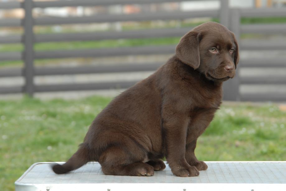 Labrador crni,žuti i čokoladni štenci