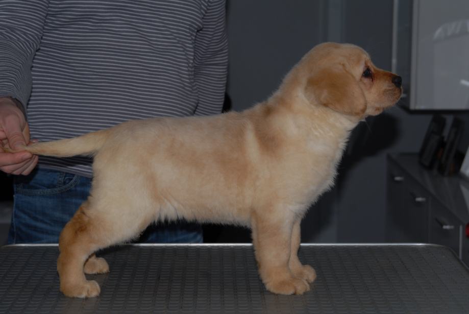 Labrador crni,žuti i čokoladni štenci