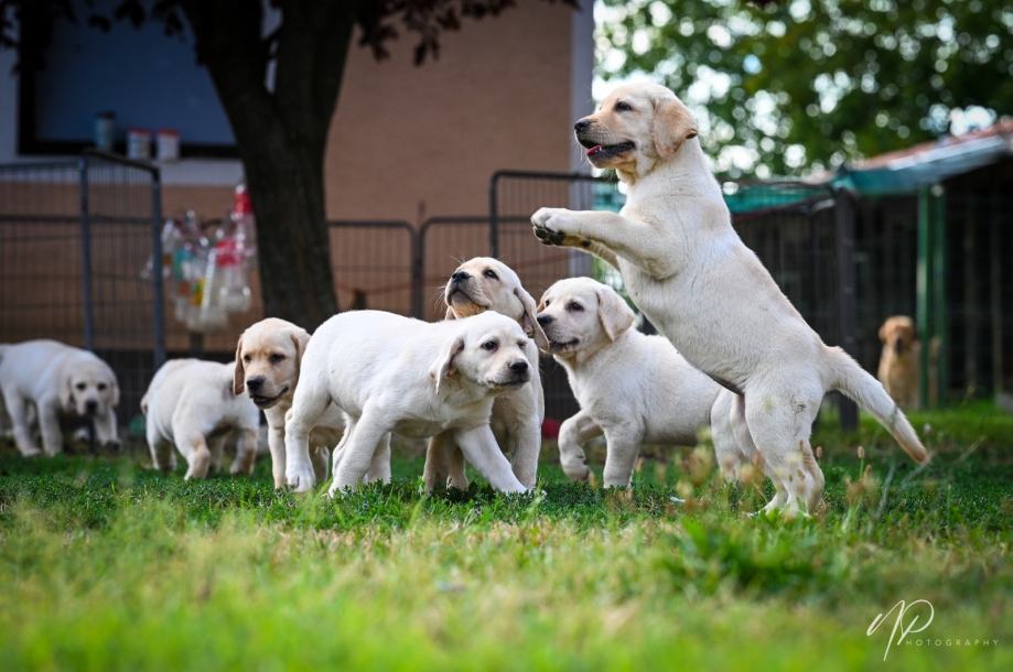 Labrador Retriver štenci sa rodovnikom