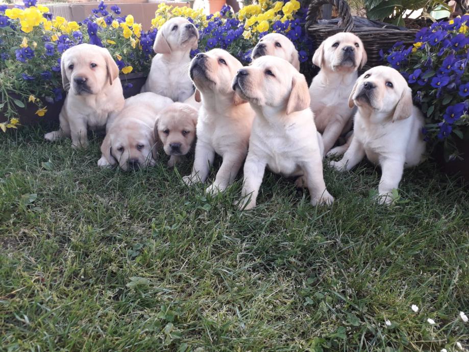 Labrador retriver cistokrvni zuti stenci s rodovnicom PRODANO,