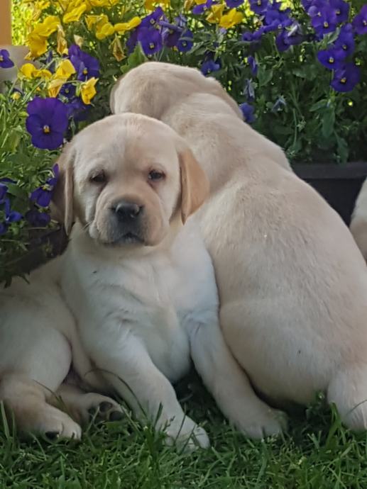 Labrador retriver cistokrvni zuti stenci s rodovnicom PRODANO,