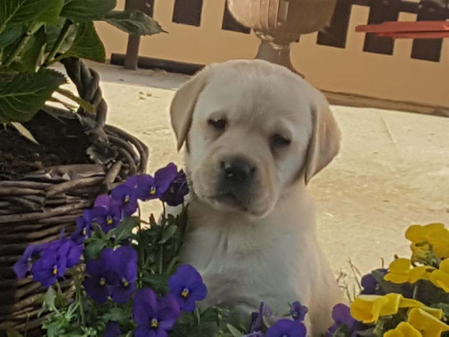 Labrador retriver cistokrvni zuti stenci s rodovnicom PRODANO,