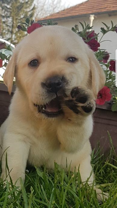 Labrador retriver cistokrvni zuti stenci s rodovnicom PRODANO,