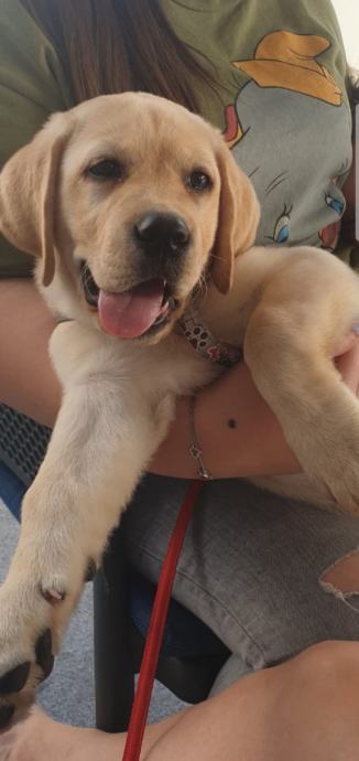 Labrador retriver cistokrvni zuti stenci s rodovnicom PRODANO,