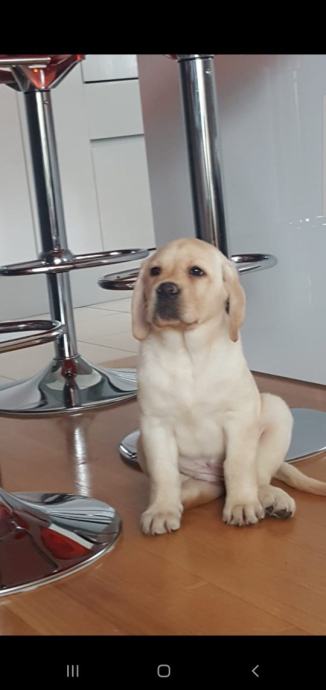 Labrador retriver cistokrvni zuti stenci s rodovnicom PRODANO,