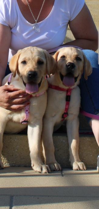 Labrador retriver cistokrvni zuti stenci s rodovnicom PRODANO,