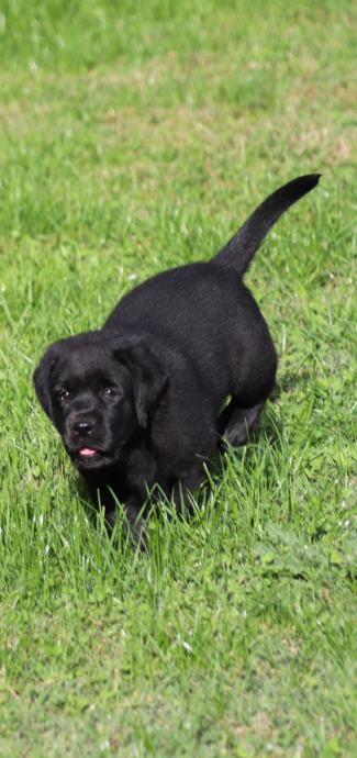 Labrador retriver crni štenci
